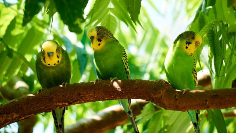 Wellensittich: Wann ändert sich die Farbe der Nase?
