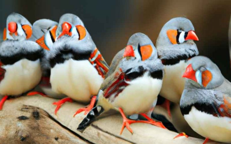 Zebrafink Arten: Entdecke die Vielfalt der Zuchtformen!