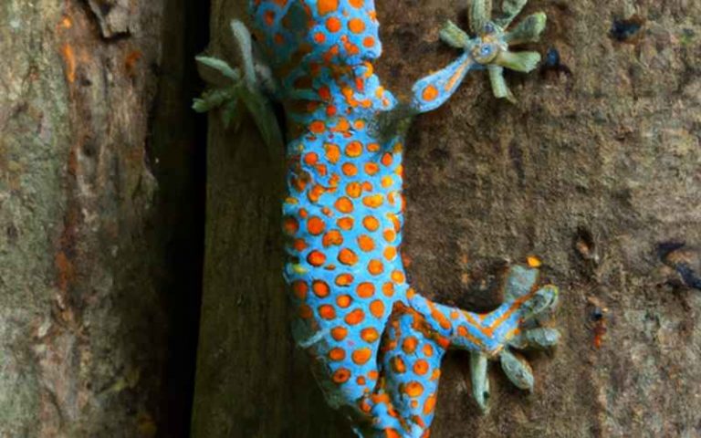 Gecko Arten: Entdecke 1000+ faszinierende Spezies [Guide]