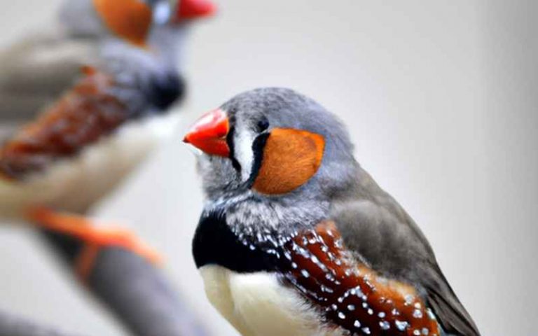 Zebrafinken Käfig: So gelingt die artgerechte Haltung!