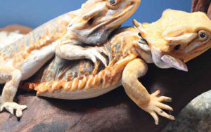 Bartagame Alter: Alles über Lebenserwartung & Pflege [Guide]