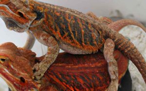 Bartagame Alter: Alles über Lebenserwartung & Pflege [Guide]