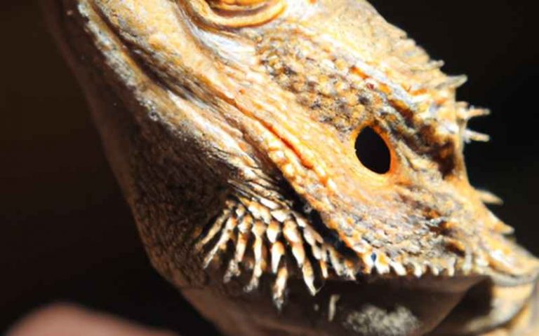 Woher kommen Bartagame? Entdecke ihre australische Heimat!