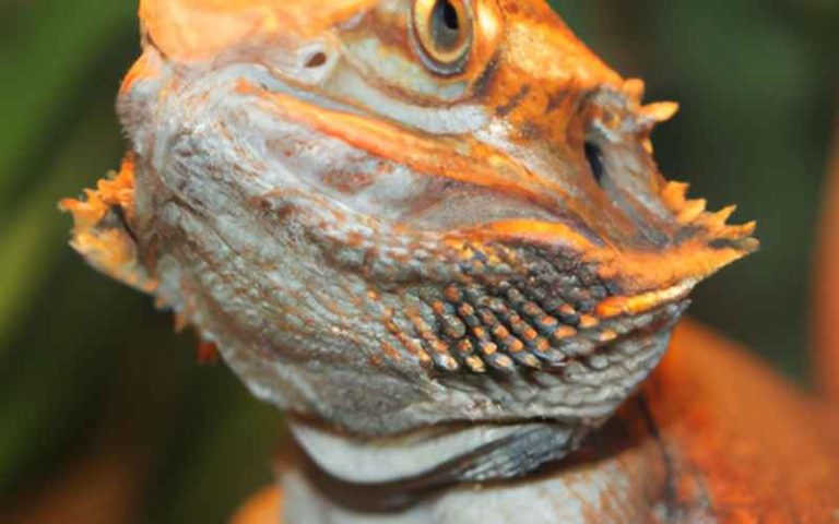 Bartagame mit 6 Monaten: Größe & Wachstum