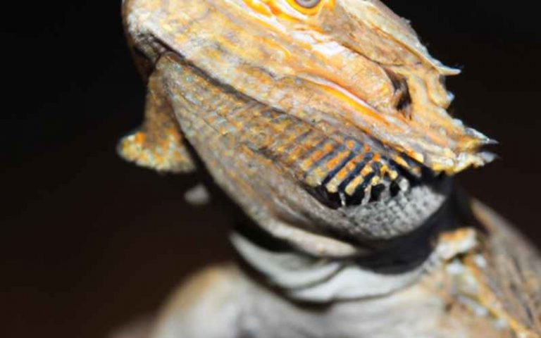 Bartagame Haltung: Der umfassende Guide für Anfänger [Tipps]