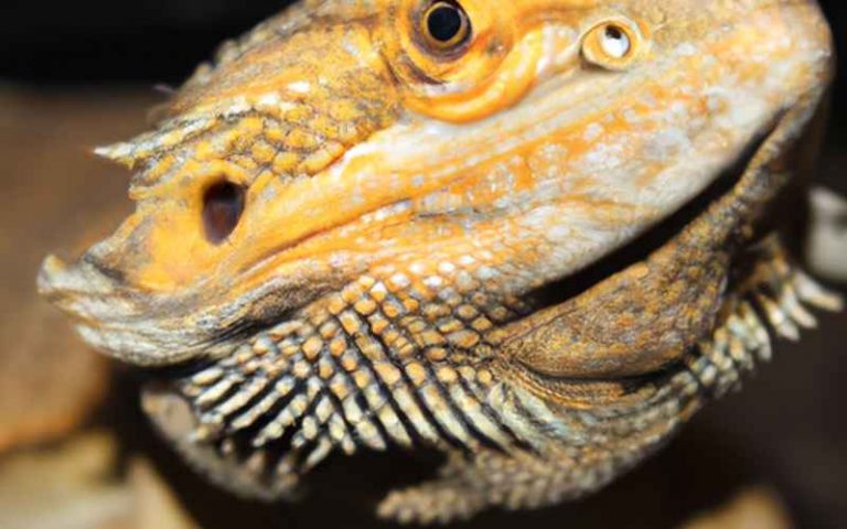 Bartagame Haltung: Der umfassende Guide für Anfänger [Tipps]