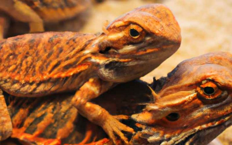 Bartagame Terrarium: Dein umfassender Guide zur Gestaltung